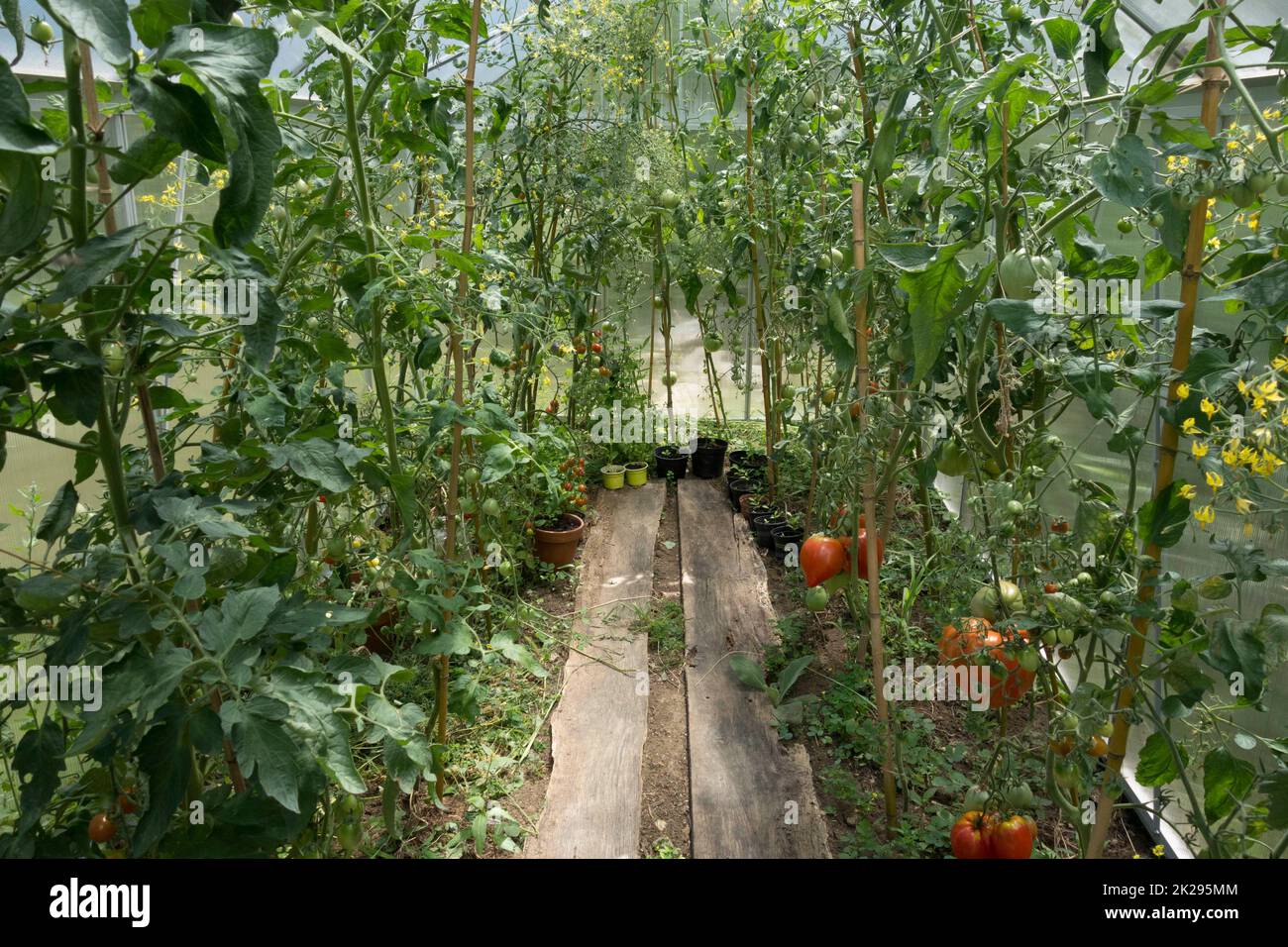 Plant production hi-res stock photography and images - Alamy