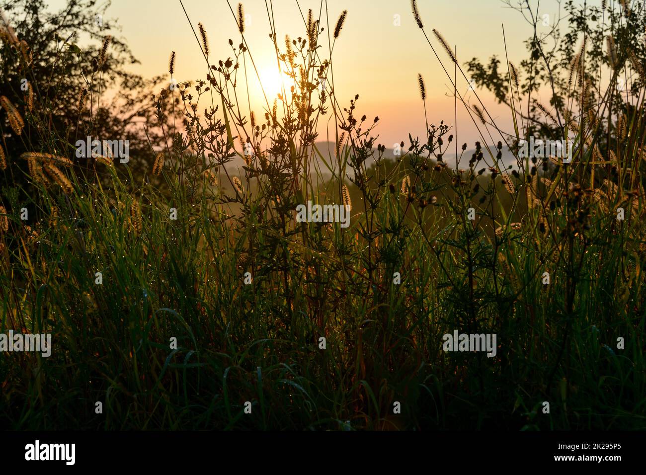 Sun shines through tall grass at the morning Stock Photo - Alamy