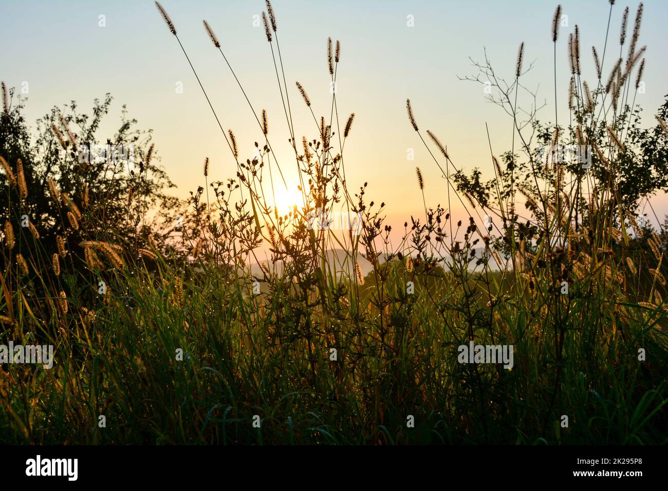 Sun shines through tall grass hi-res stock photography and images - Alamy