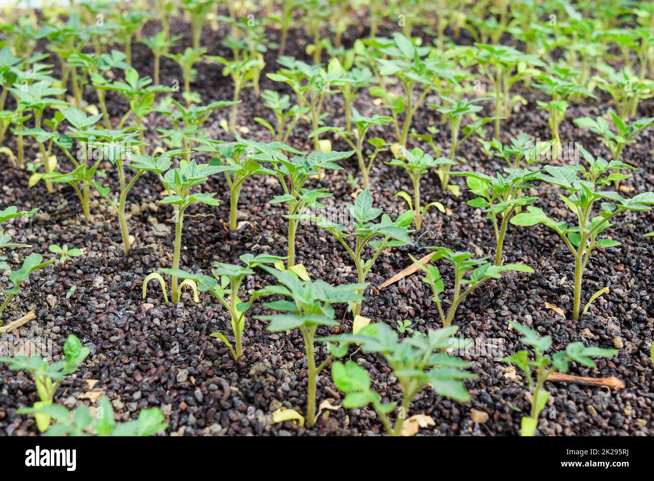 Seedlings of tomato. Growing tomatoes in the greenhouse Stock Photo - Alamy