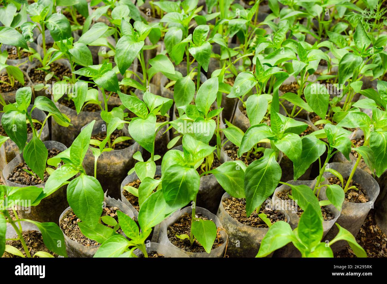 Seedlings of pepper. Pepper in greenhouse cultivation. Seedlings Stock ...