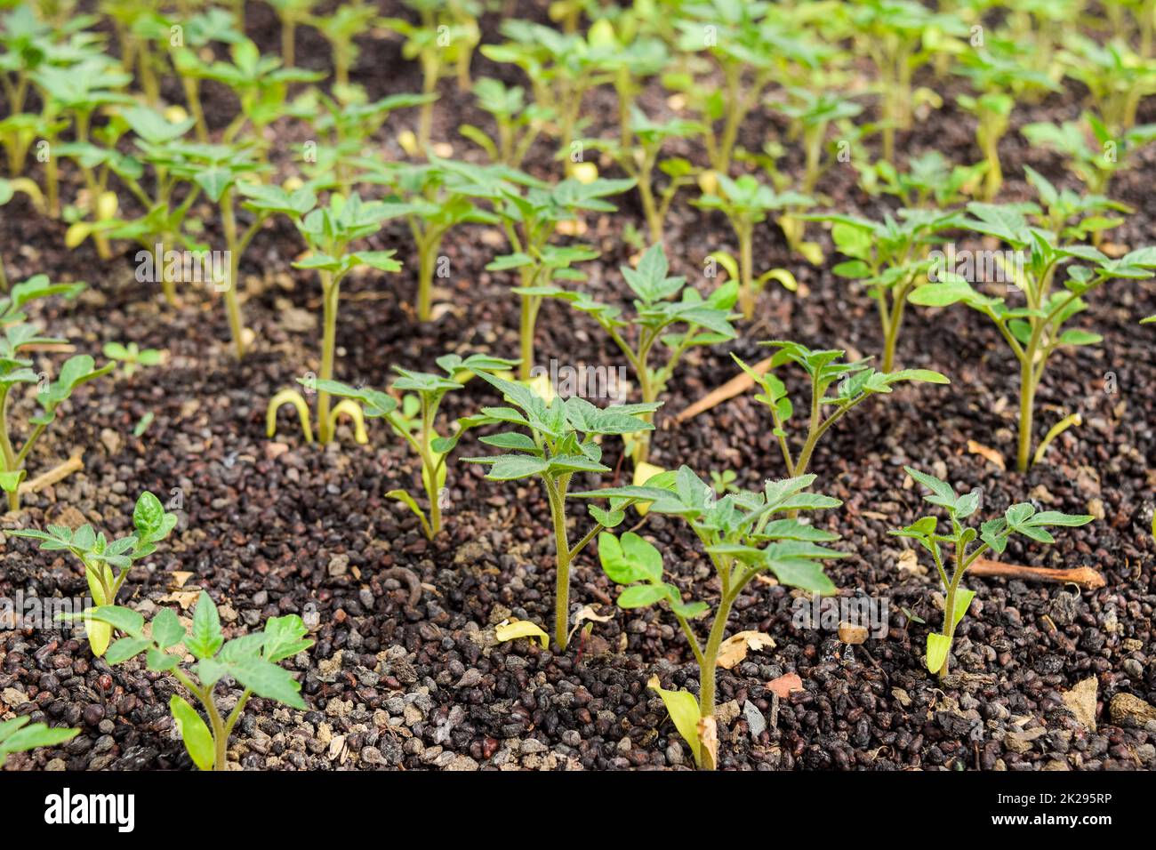 Seedlings of tomato. Growing tomatoes in the greenhouse Stock Photo - Alamy