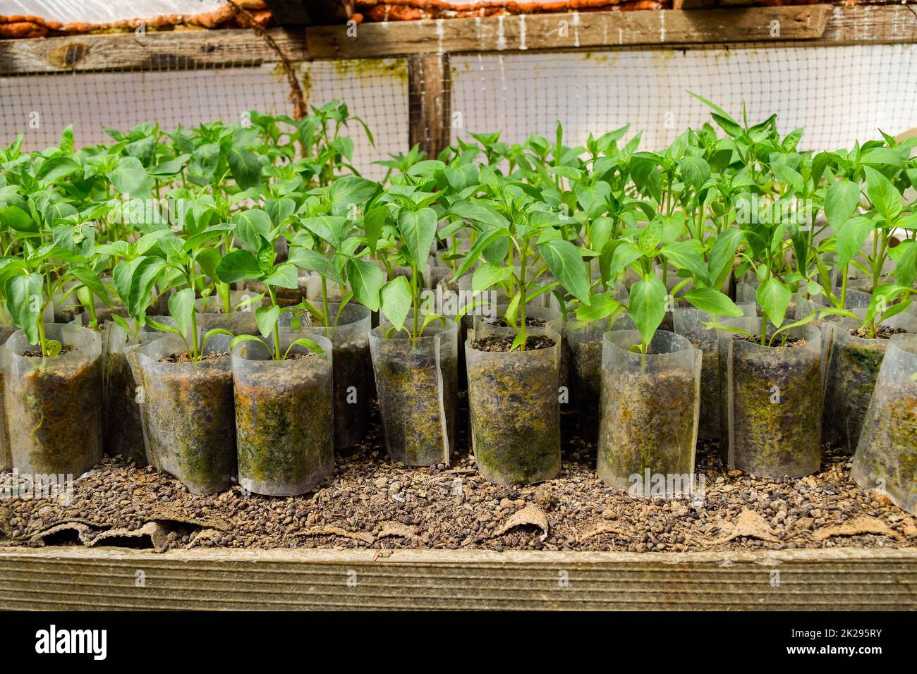 Seedlings of pepper. Pepper in greenhouse cultivation. Seedlings Stock ...