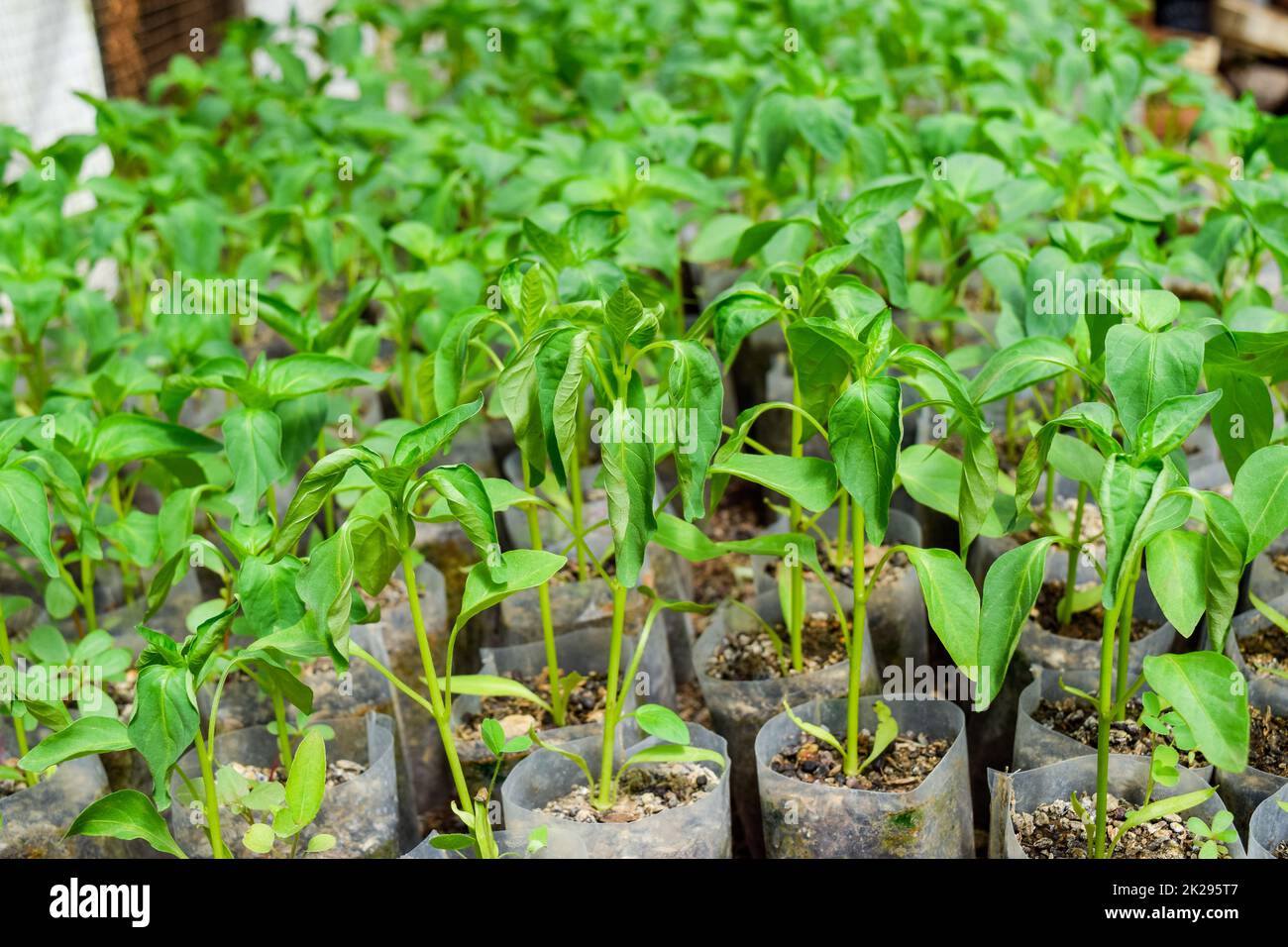 Seedlings of pepper. Pepper in greenhouse cultivation. Seedlings Stock ...