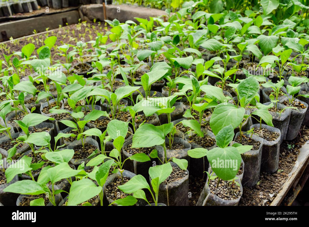Seedlings eggplant in the greenhouse. Growing eggplant of vegetables in ...