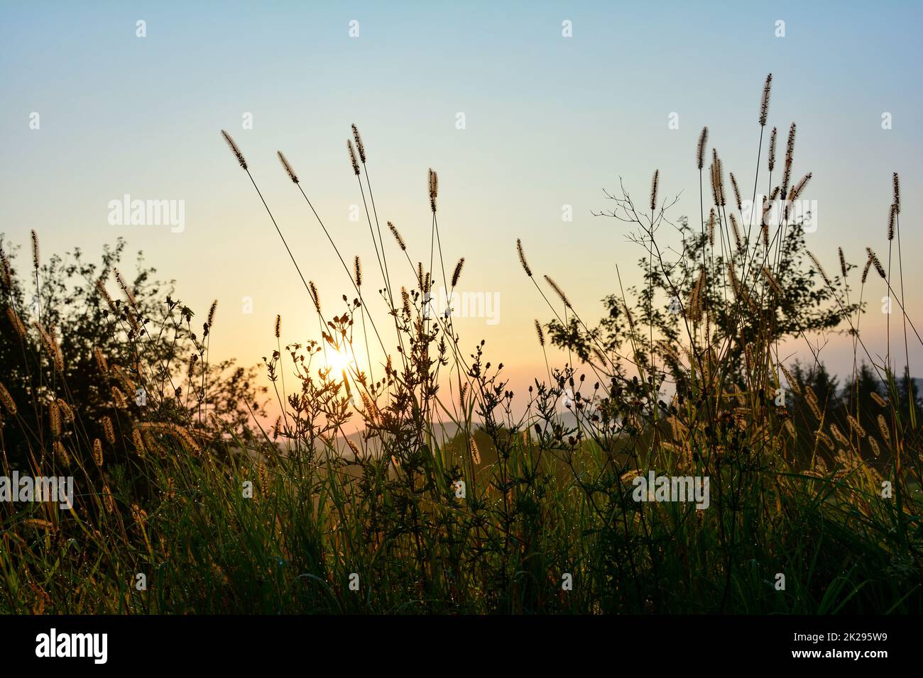 Morning sun through grass hi-res stock photography and images - Alamy