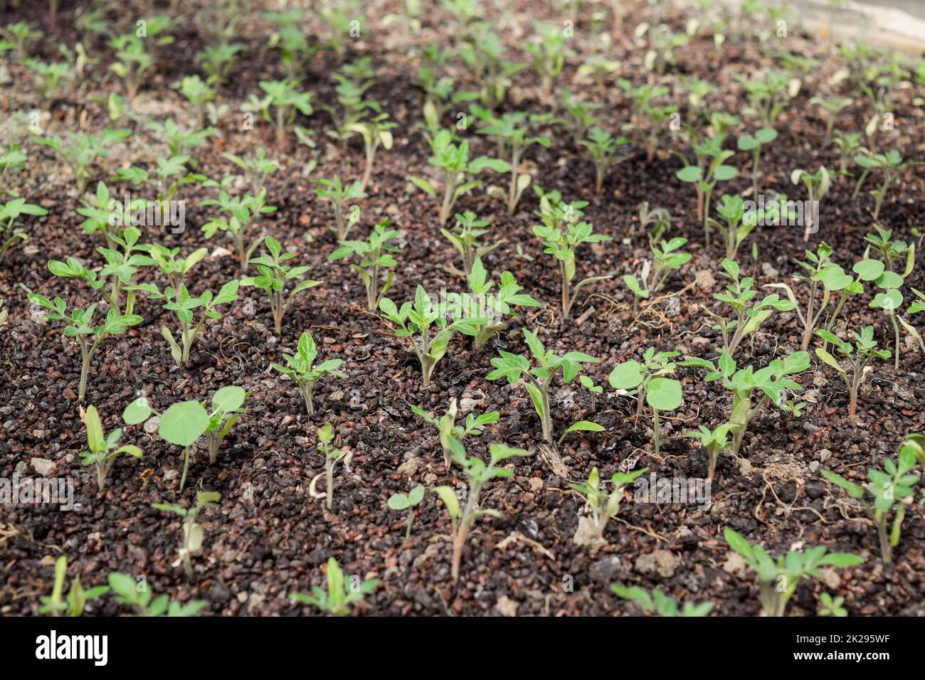Seedlings of tomato. Growing tomatoes in the greenhouse Stock Photo - Alamy