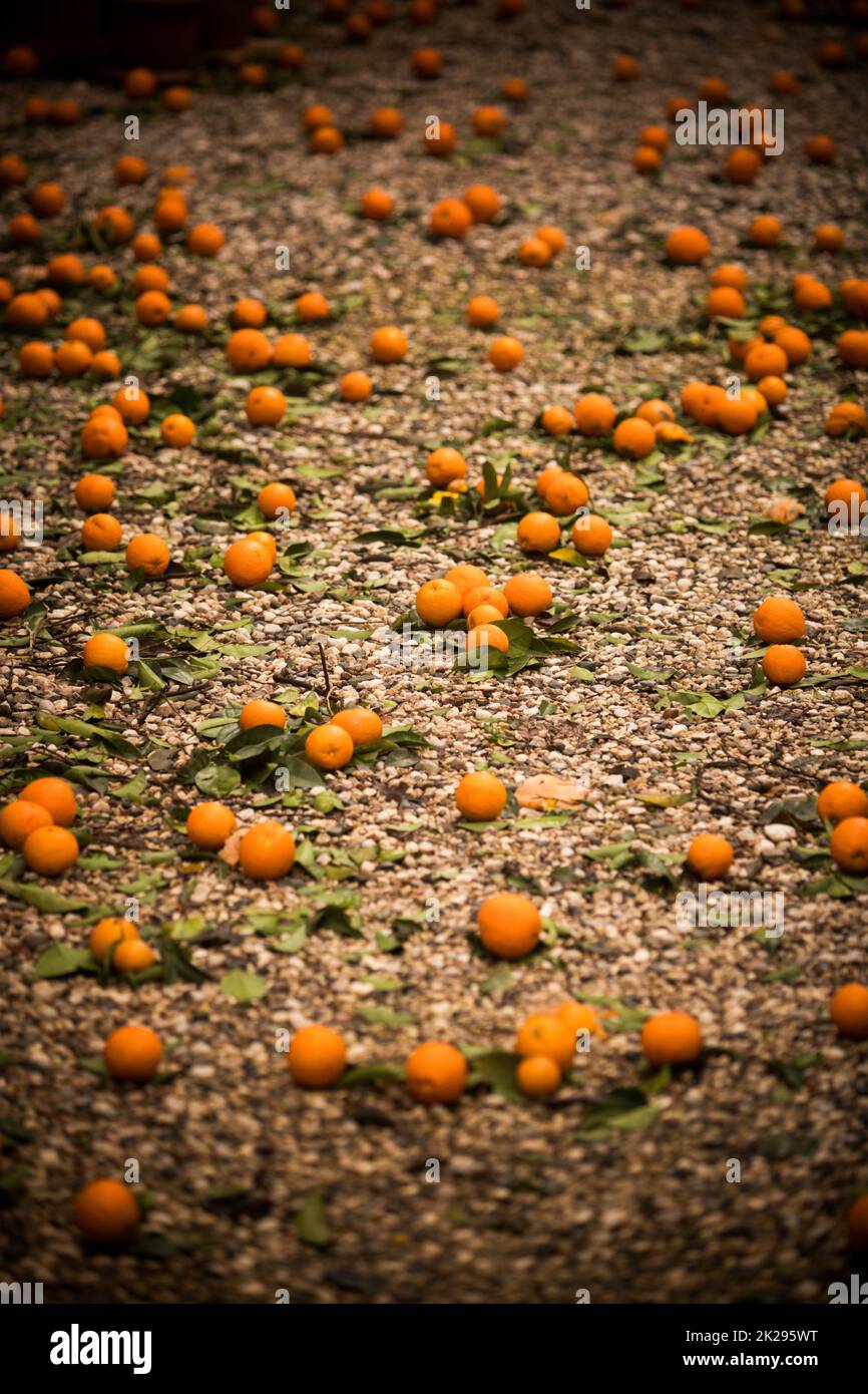 Oranges on the ground hi-res stock photography and images - Alamy