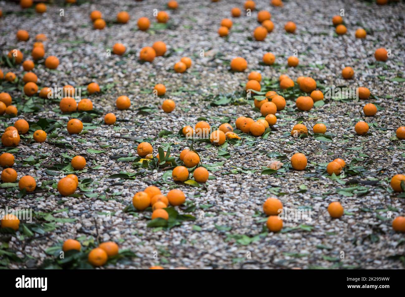 Oranges on the ground hi-res stock photography and images - Alamy