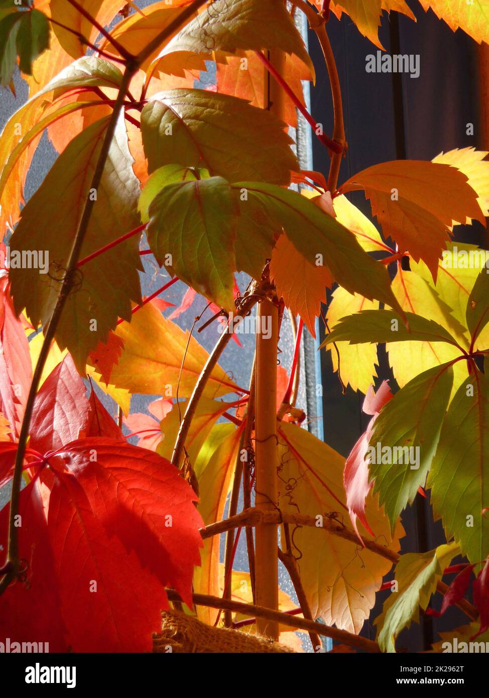 Wild wine in the autumn Stock Photo - Alamy