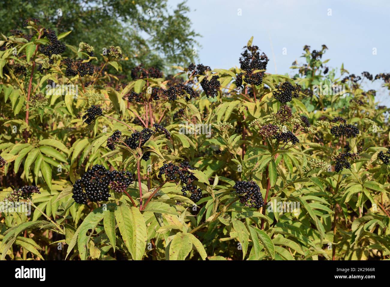 The elder berries Stock Photo - Alamy