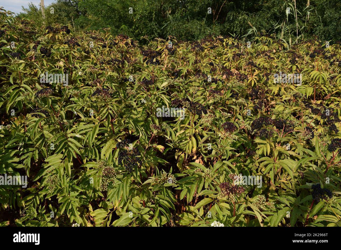 The elder berries Stock Photo - Alamy
