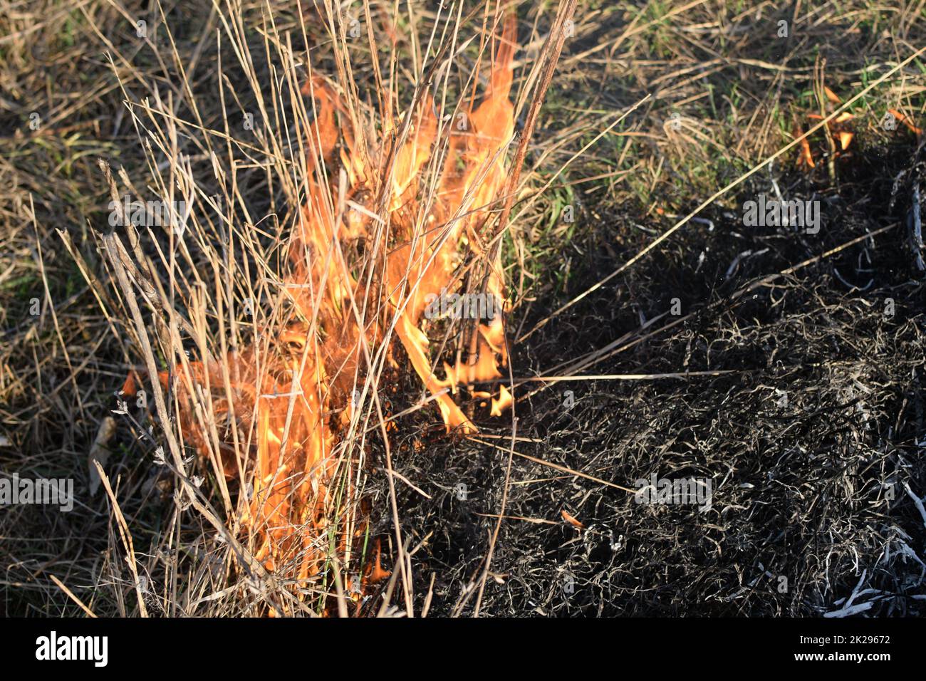 Burning dry grass and reeds. Cleaning the fields and ditches of the ...