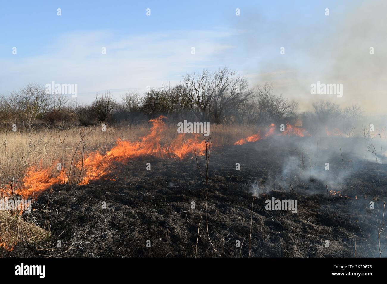 Burning dry grass and reeds. Cleaning the fields and ditches of the ...