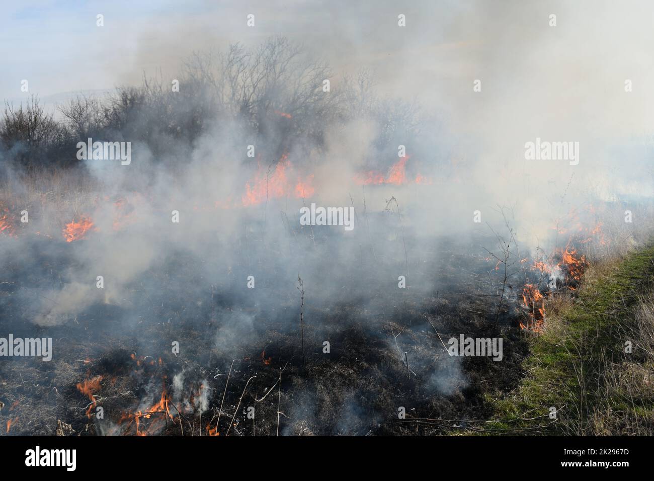 Burning dry grass and reeds. Cleaning the fields and ditches of the ...