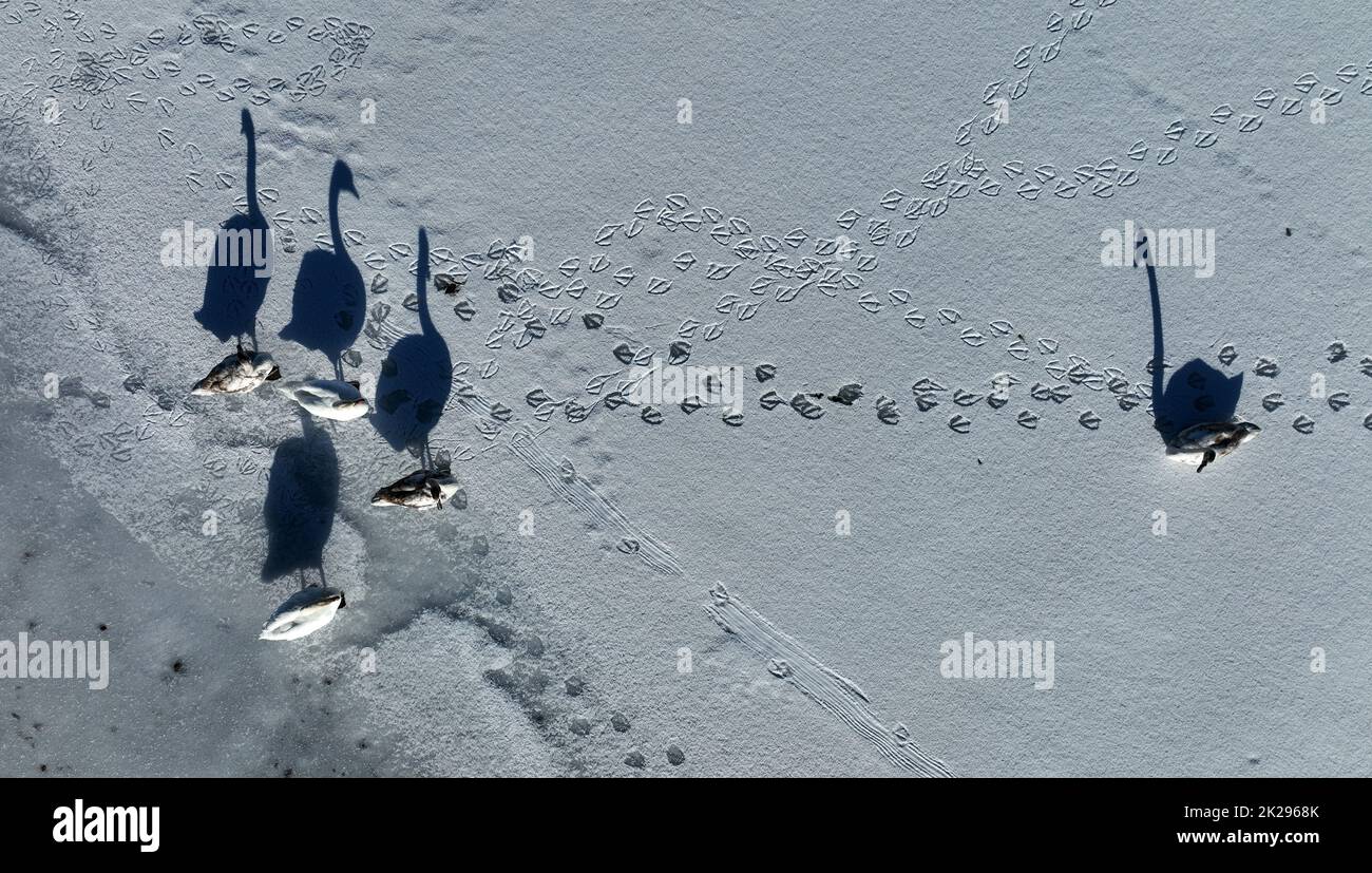 Aerial shot with drone of five swans on frozen lake with shadow Stock ...