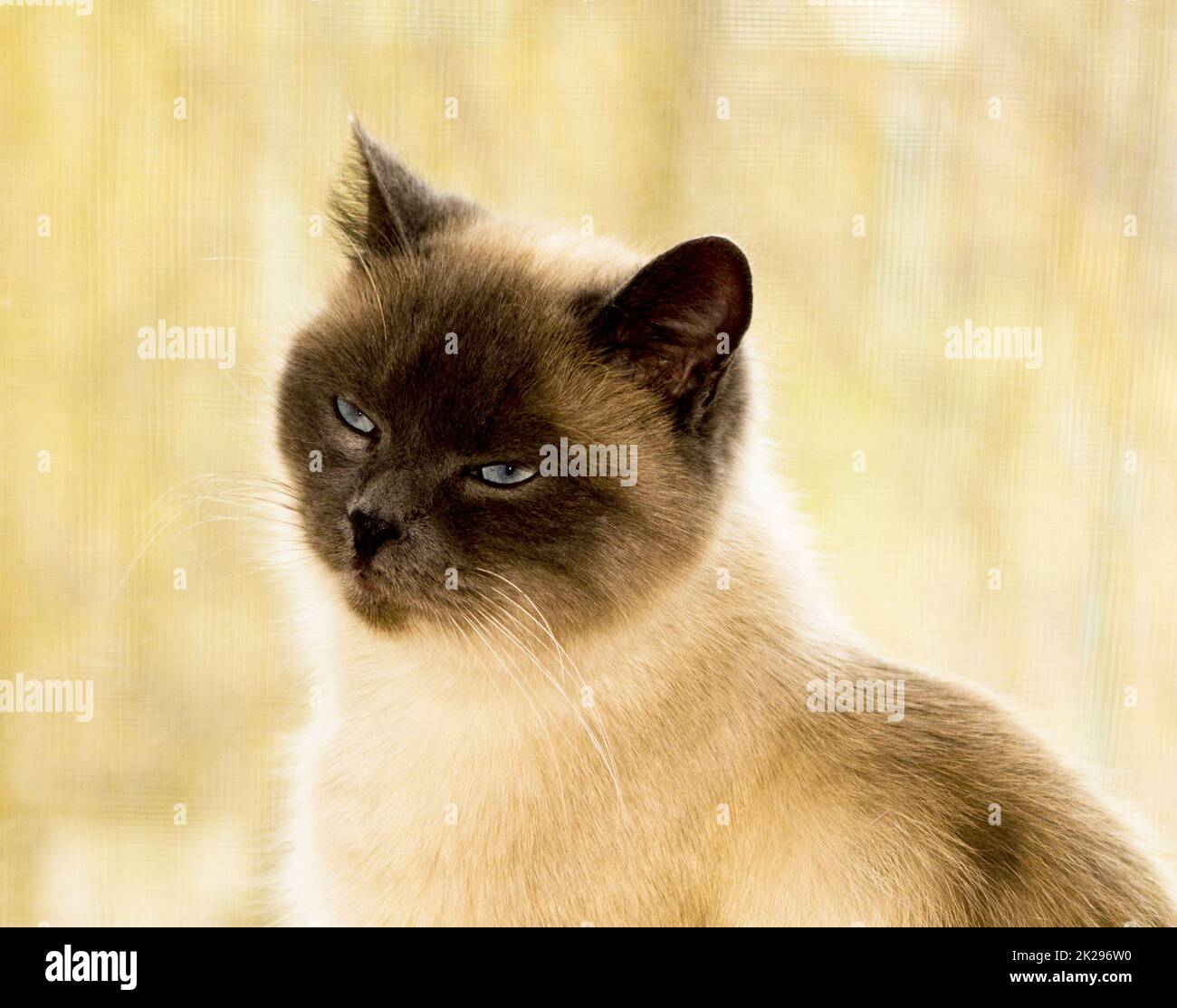 portrait of a Scottish cat blue-point close-up Stock Photo - Alamy