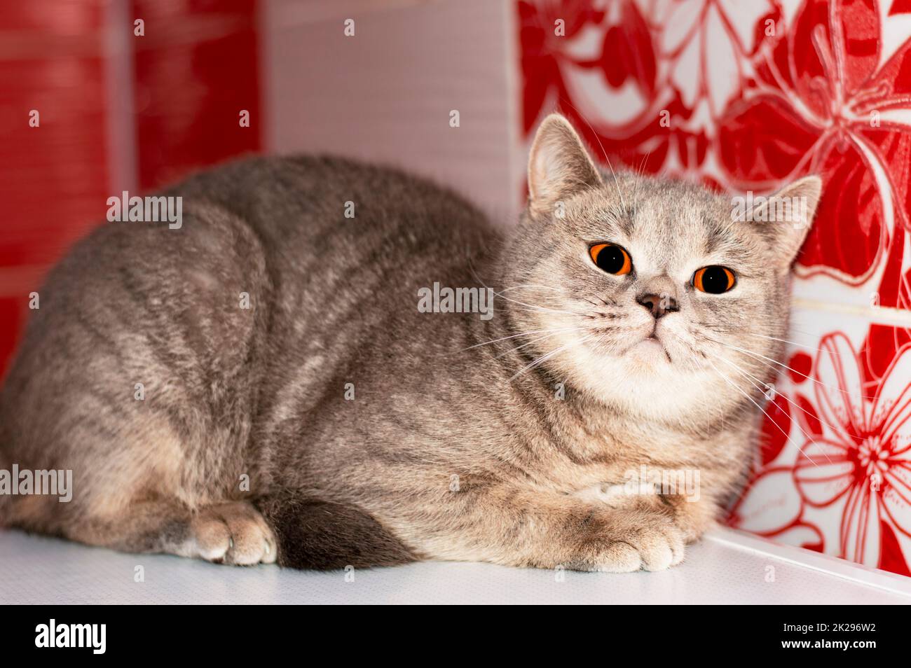 Scottish silver chinchilla tabby cat with bright amber eyes Stock Photo ...