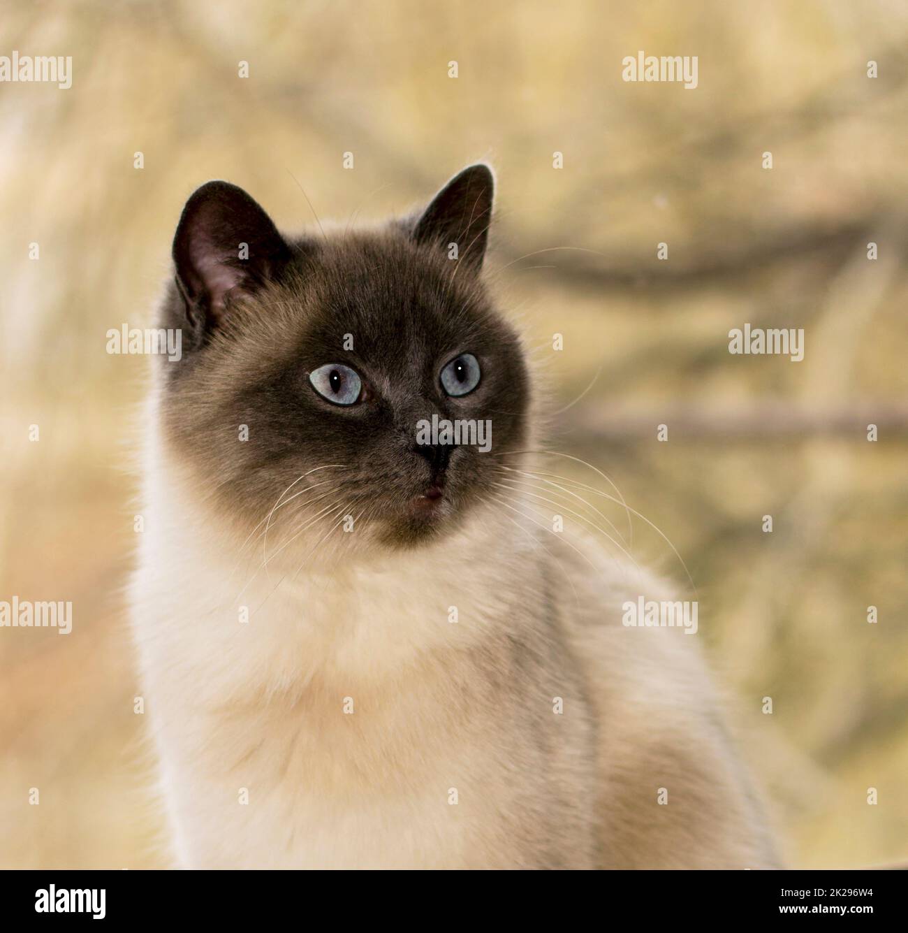 portrait closeup blue-point of a Scottish straight cat Stock Photo - Alamy