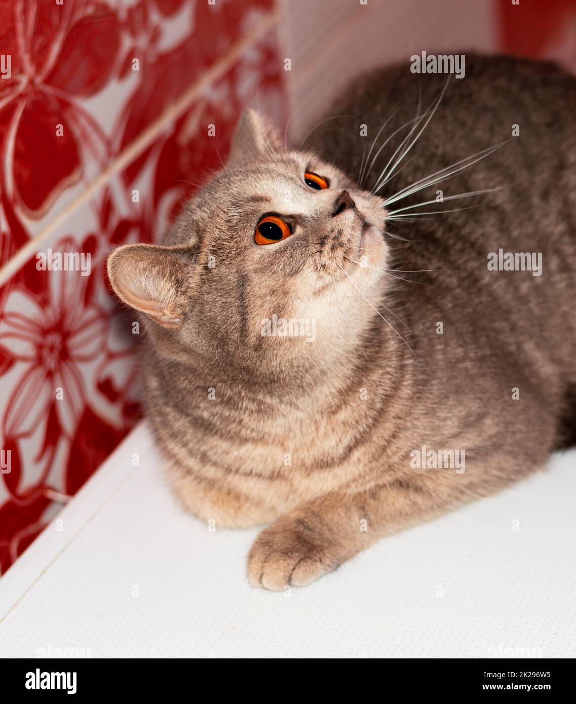 Beautiful Silver Cats With Blue Eyes
