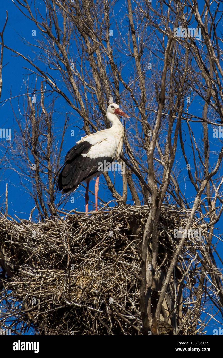 Escuela real hi-res stock photography and images - Alamy
