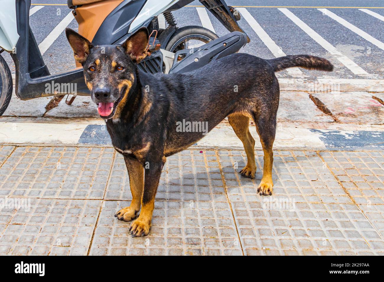 Stray hungry street dog Nai Thon Naithon Beach Phuket Thailand Stock ...