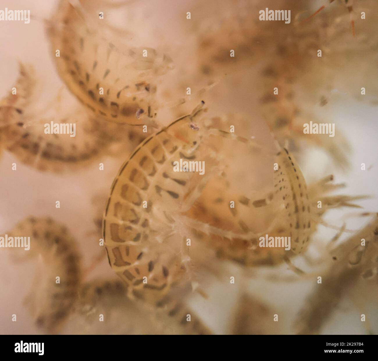 Psyllids hi-res stock photography and images - Alamy