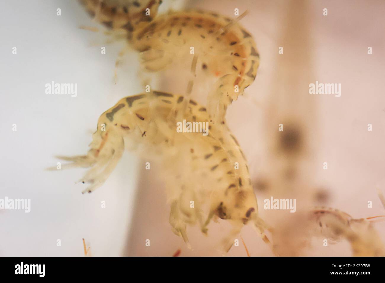 Psyllids hi-res stock photography and images - Alamy