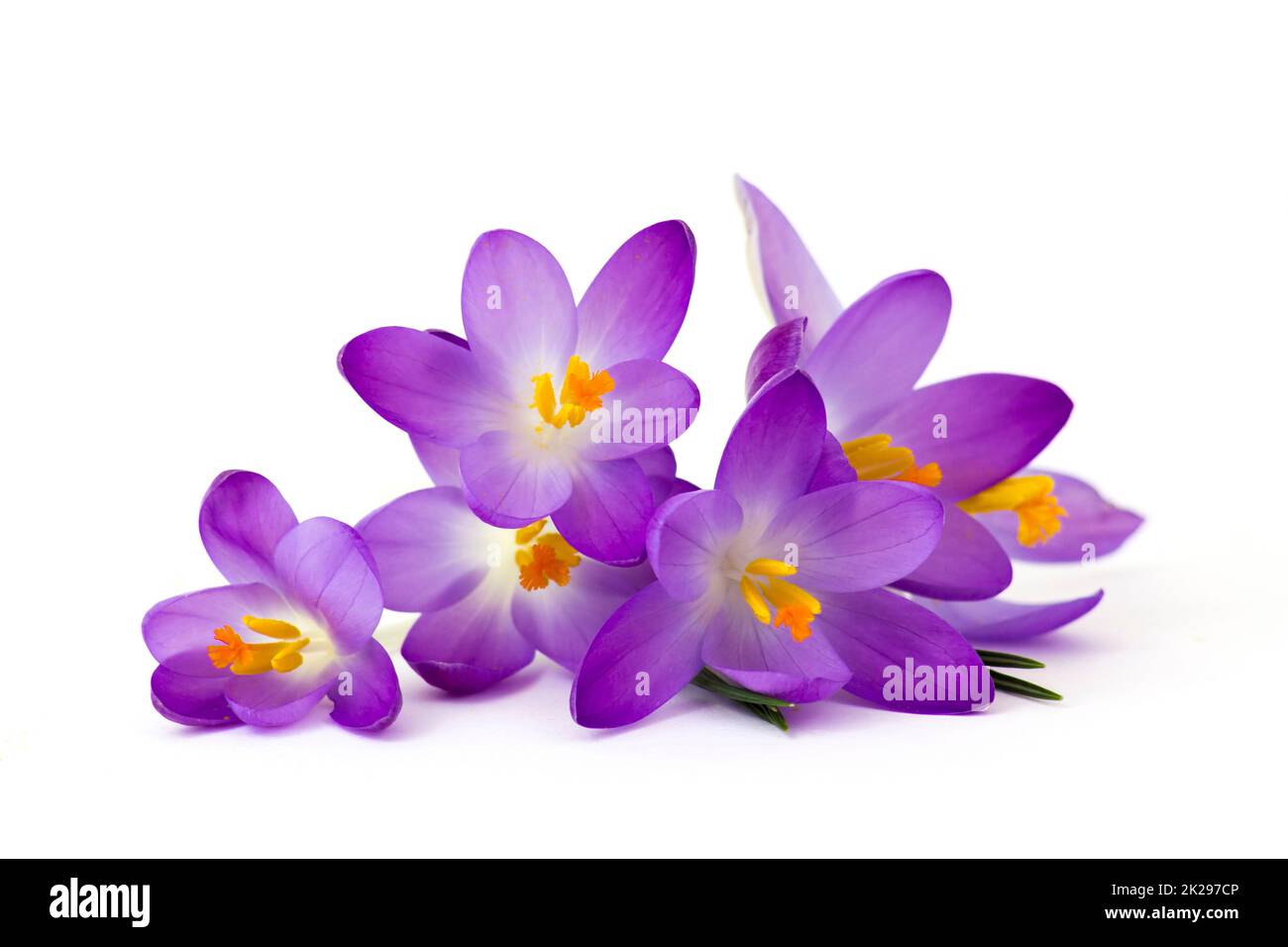 One crocus Cut Out Stock Images & Pictures - Alamy