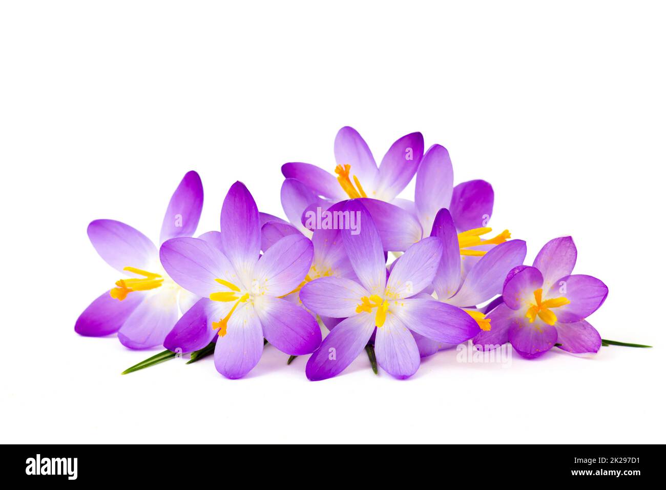 First spring leaves on Cut Out Stock Images & Pictures - Alamy
