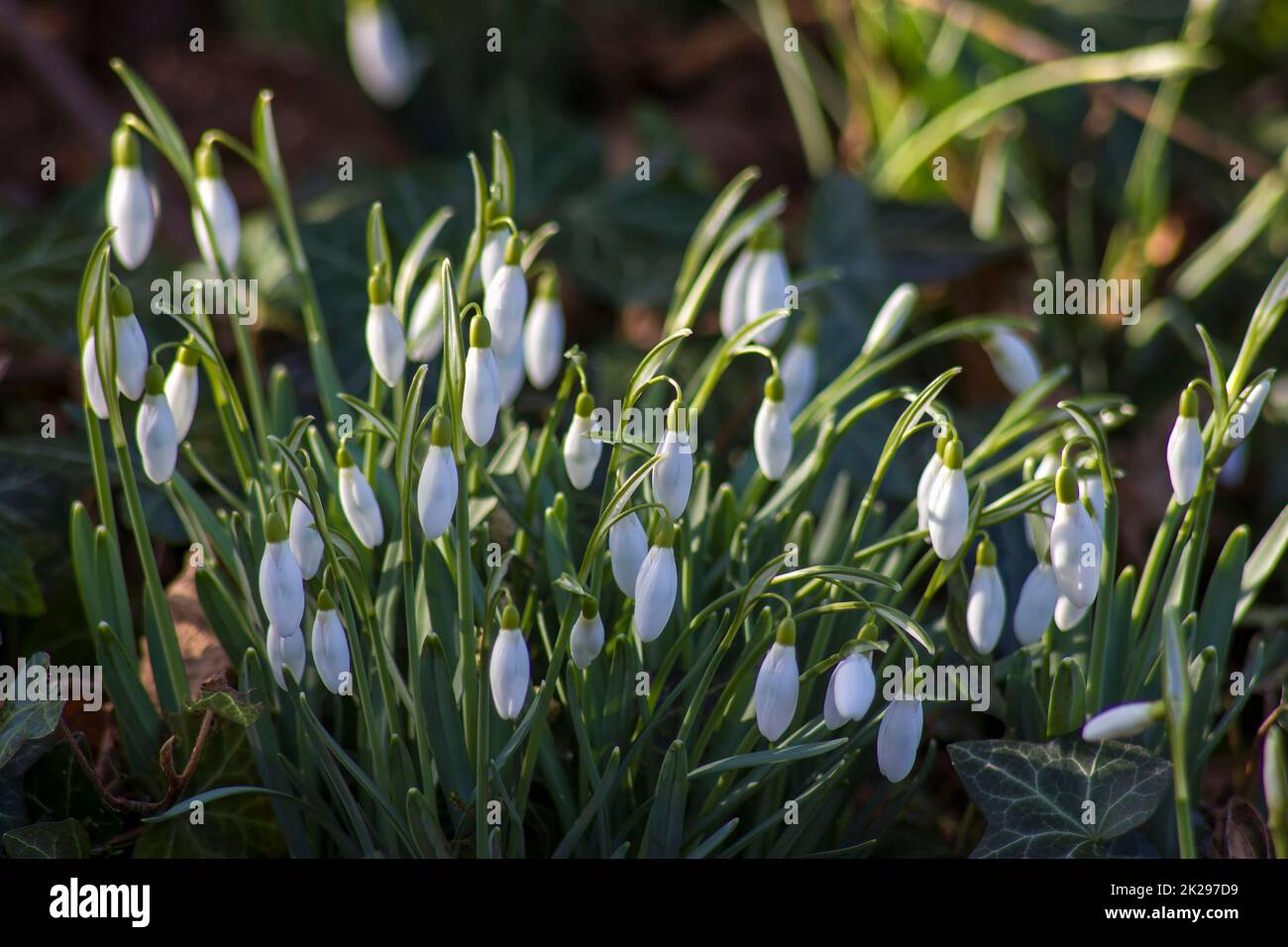 snowdrop - one of the first spring flowers in the garden Stock Photo ...