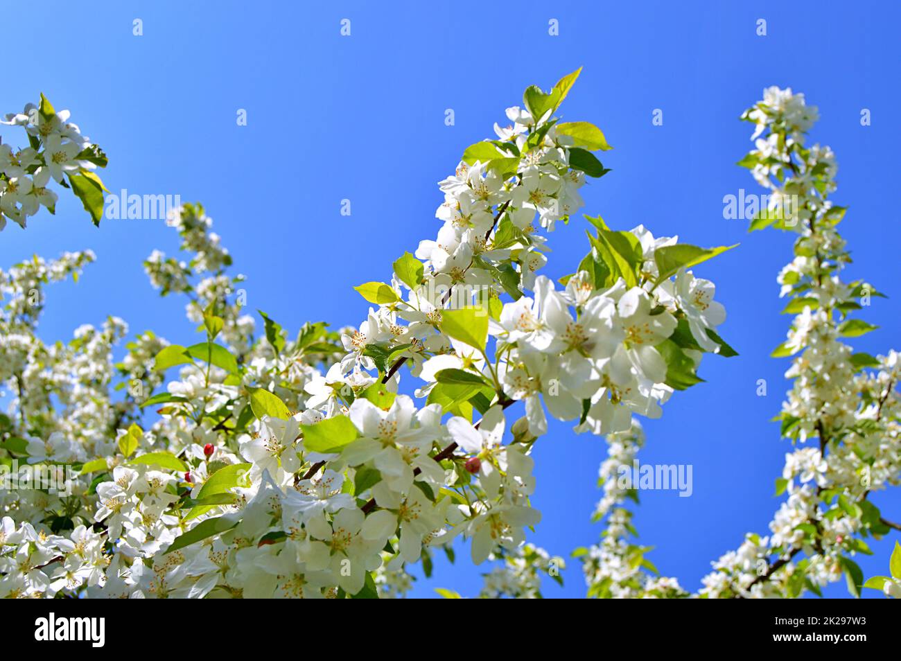 Spring apple flowers in the city park as background Stock Photo - Alamy