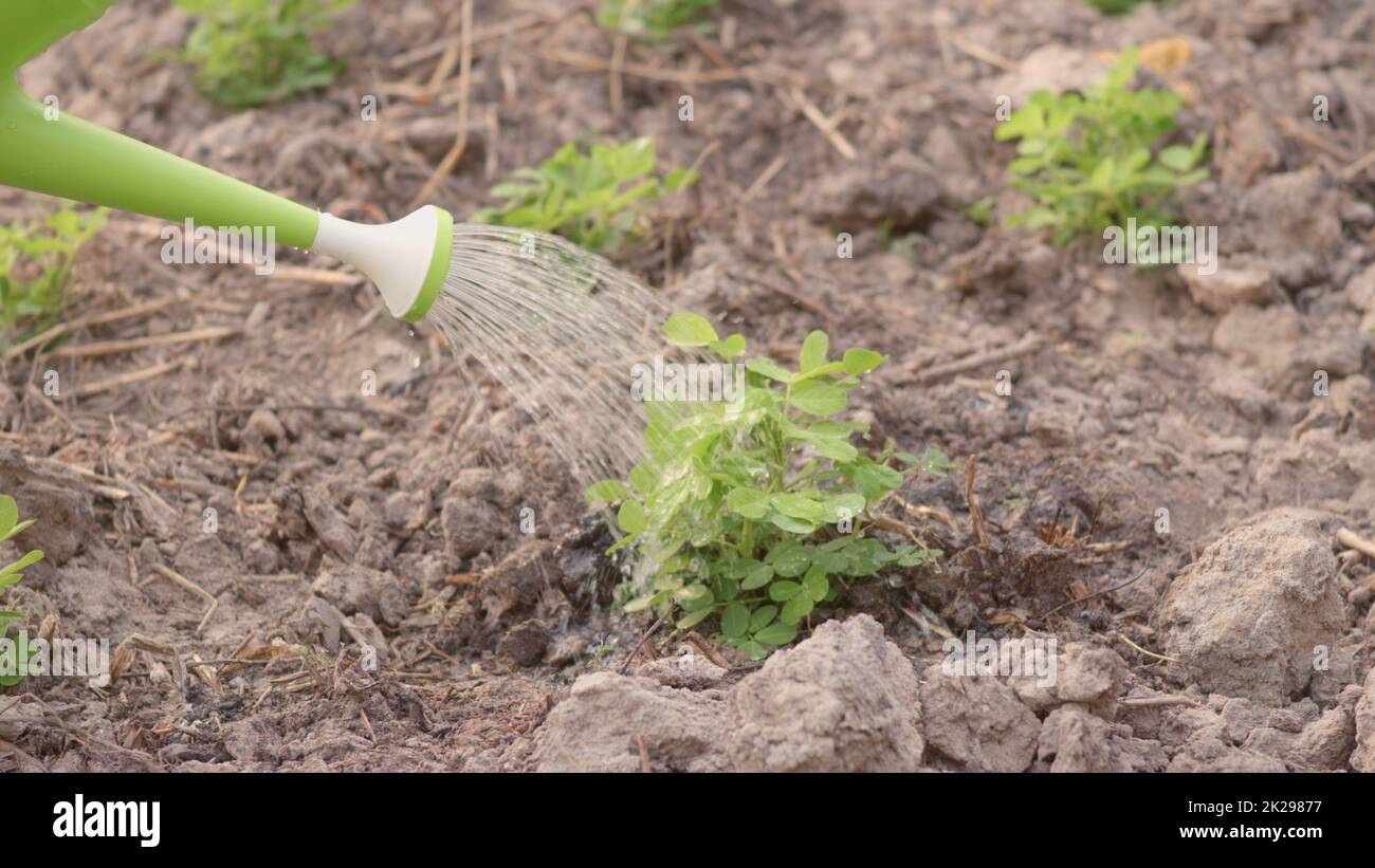 Growing to learn sprouts watered from a watering canto plant tree ...
