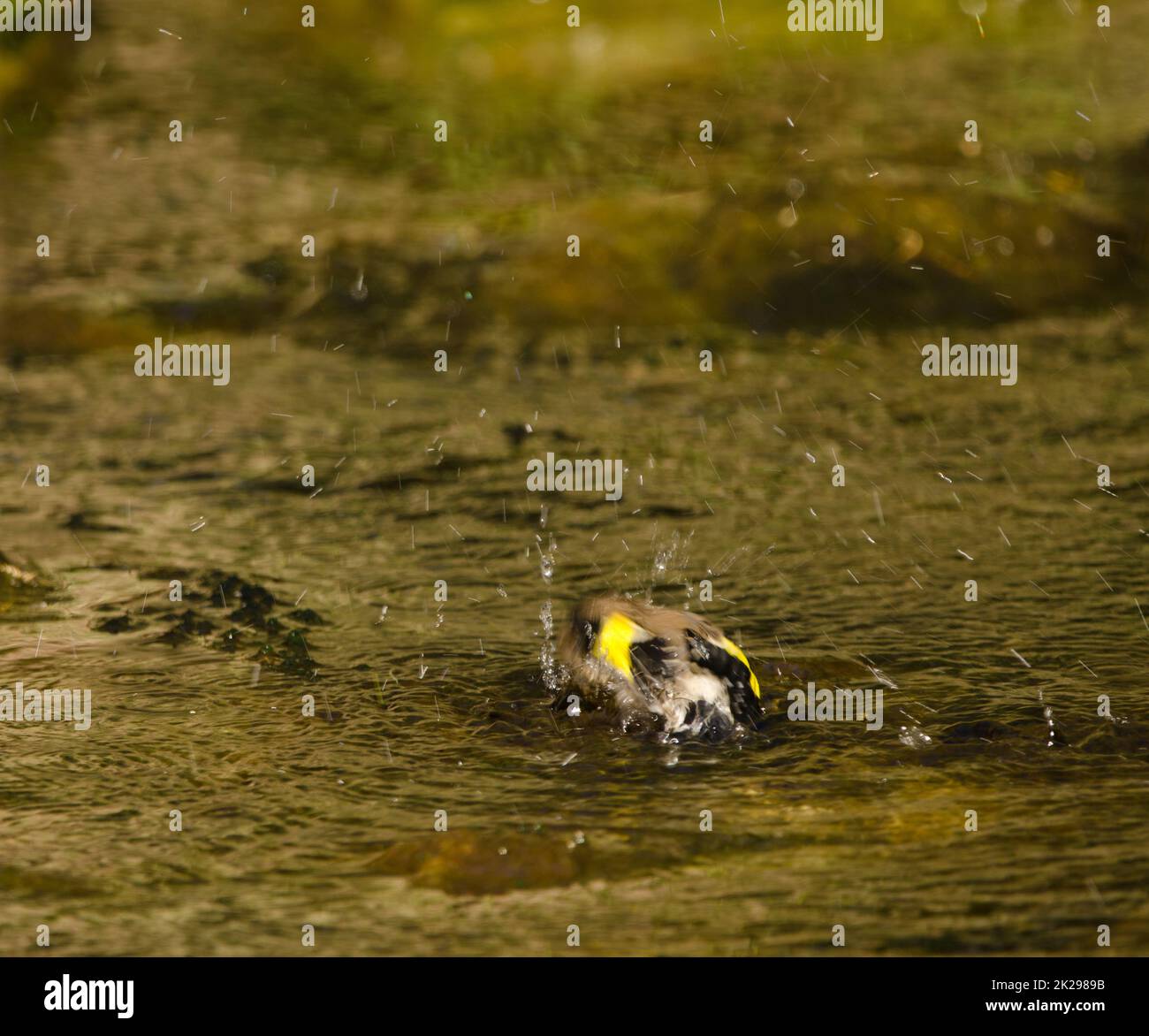 Carduelis parva hi-res stock photography and images - Alamy