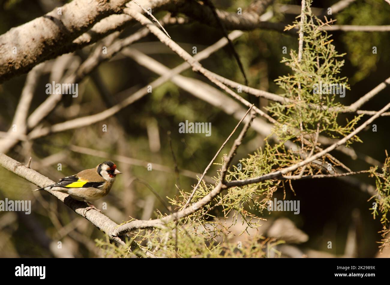 European goldfinch Carduelis carduelis parva Stock Photo - Alamy