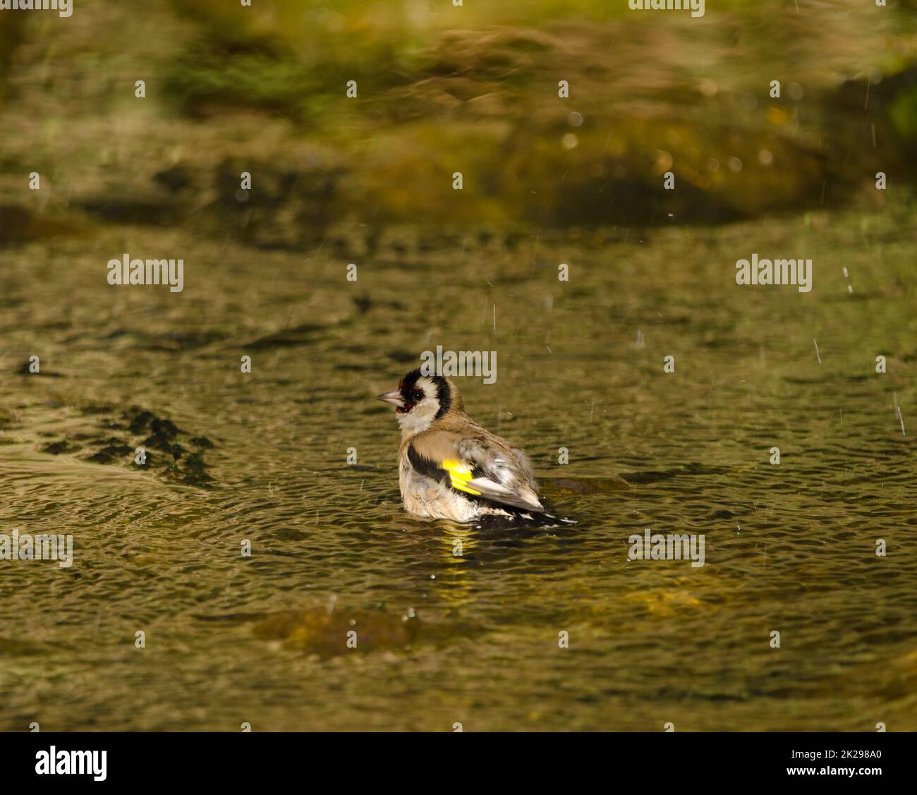 European goldfinch Carduelis carduelis parva bathing Stock Photo - Alamy