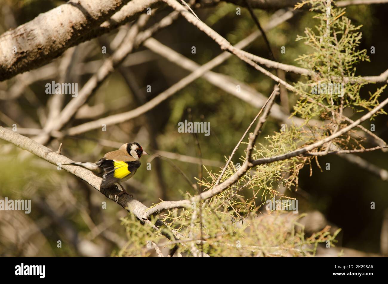 European goldfinch stretching one wing Stock Photo - Alamy