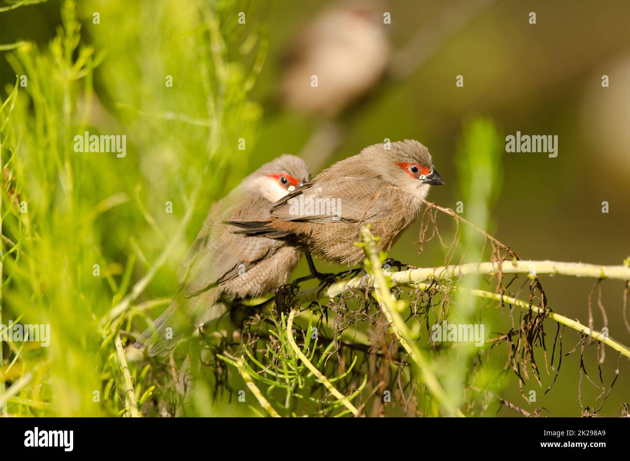 Common waxbill hi-res stock photography and images - Alamy