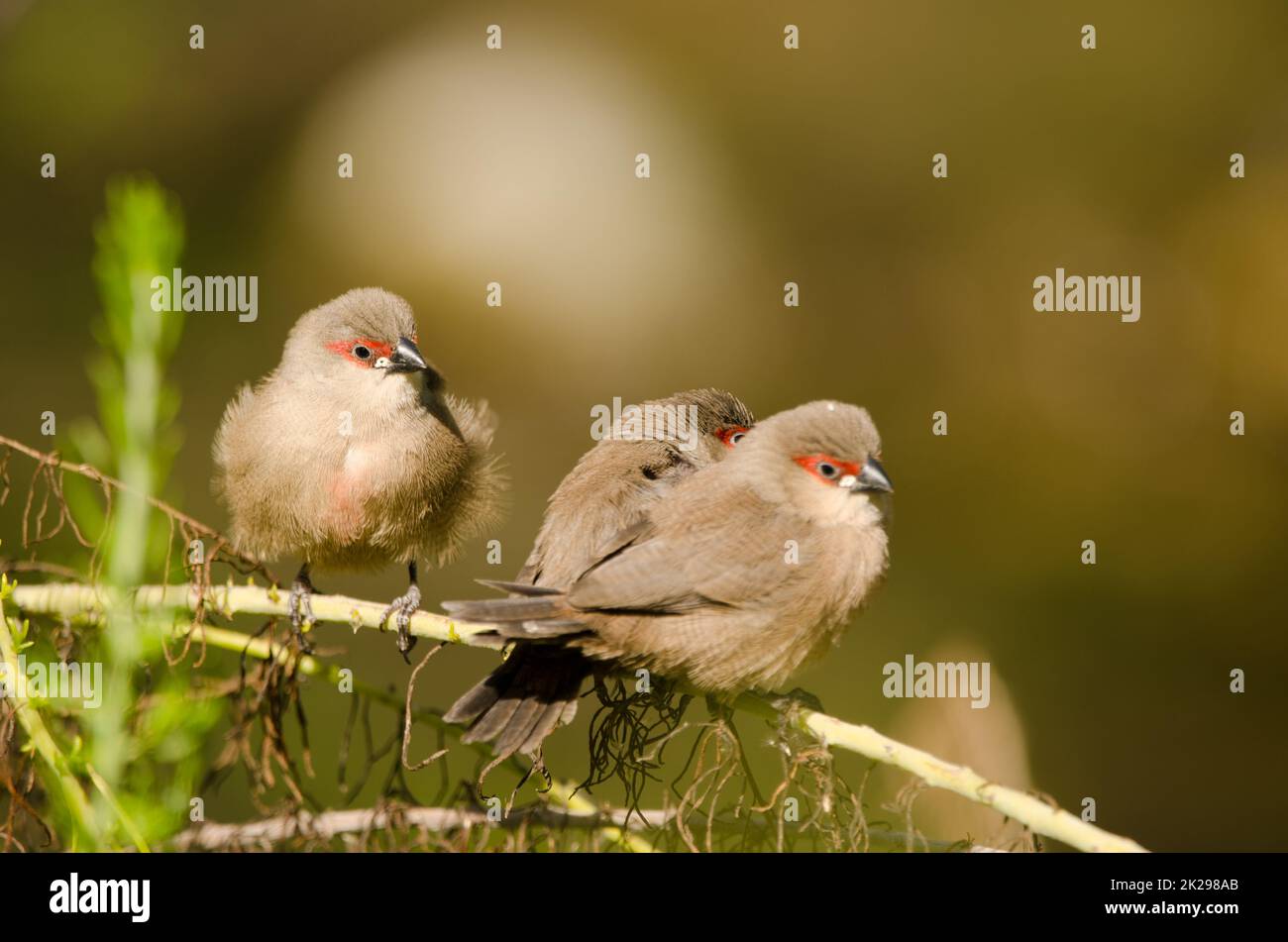 Juveniles common waxbill Estrilda astrild Stock Photo - Alamy