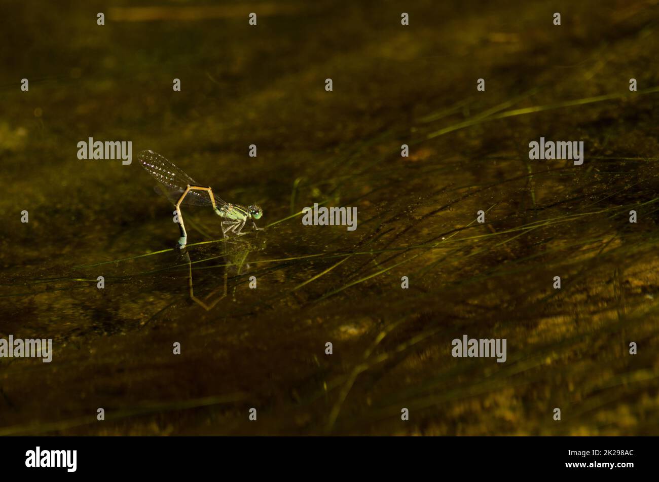 Female blue tail laying egss Stock Photo - Alamy