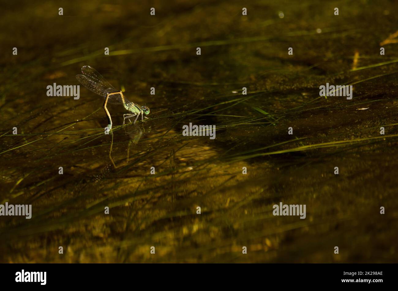 Female blue tail laying egss Stock Photo - Alamy