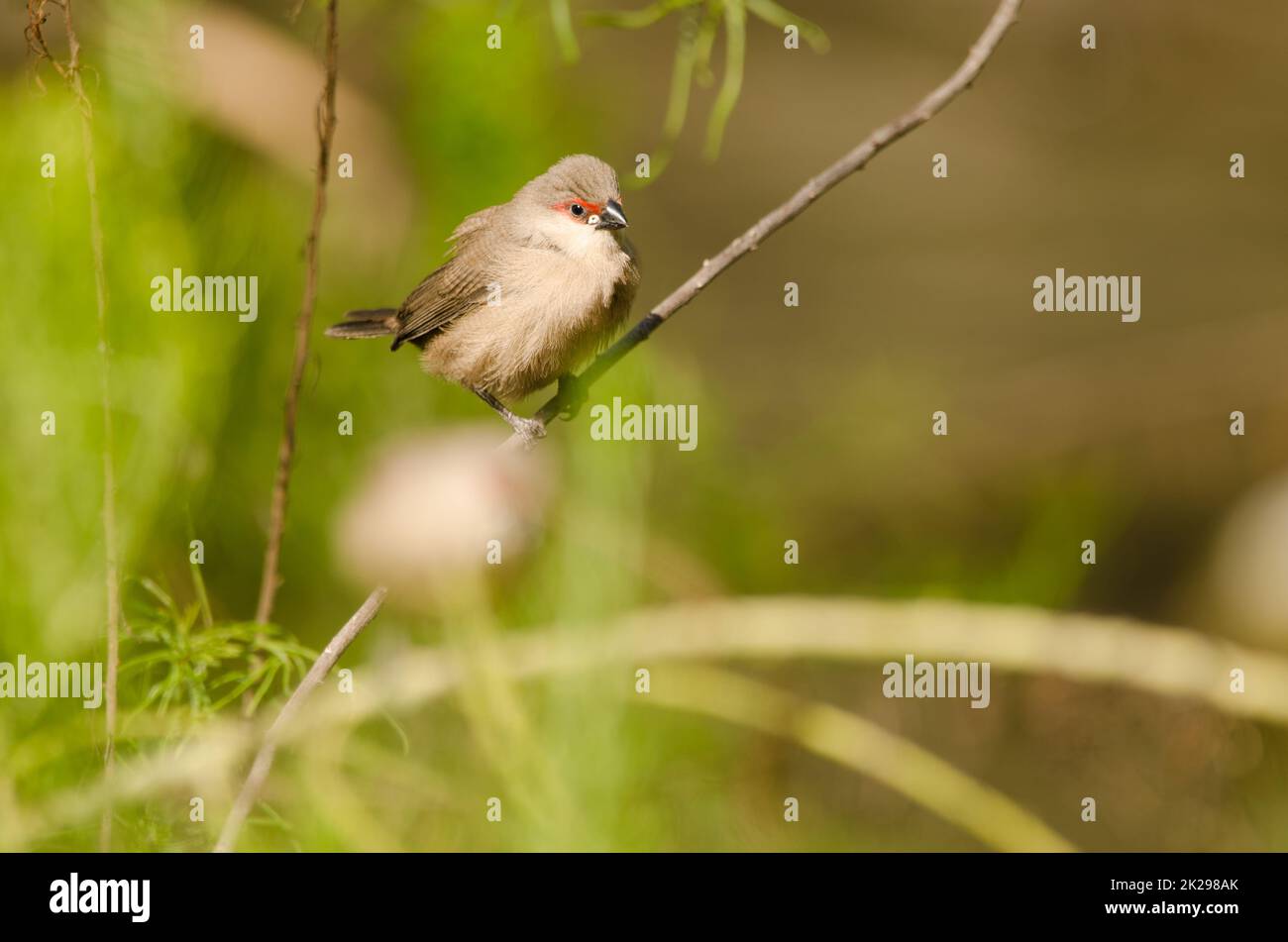 Waxbills estrildid finches hi-res stock photography and images - Alamy