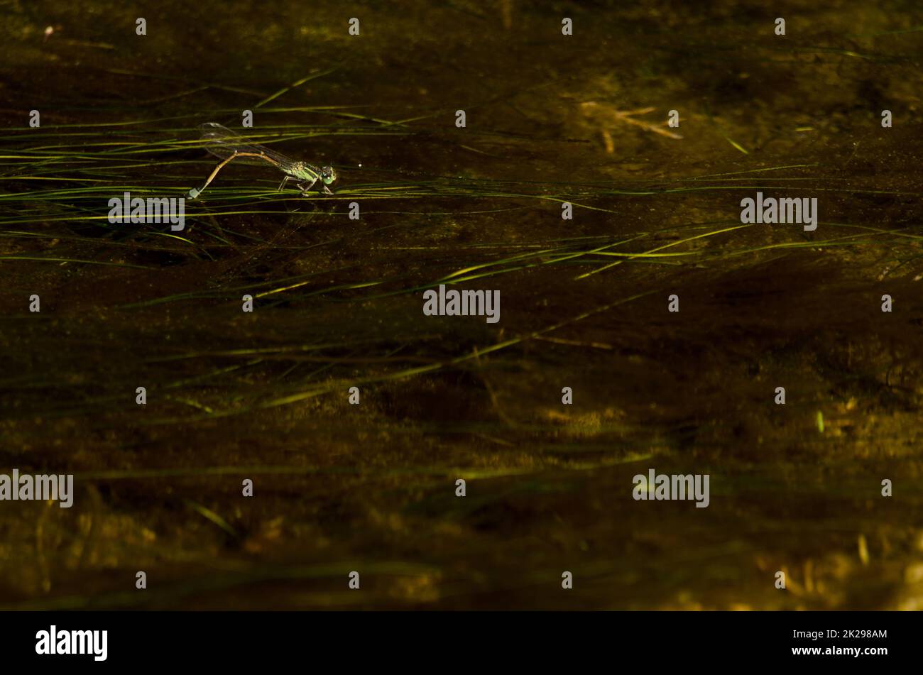 Female blue tail laying egss Stock Photo - Alamy