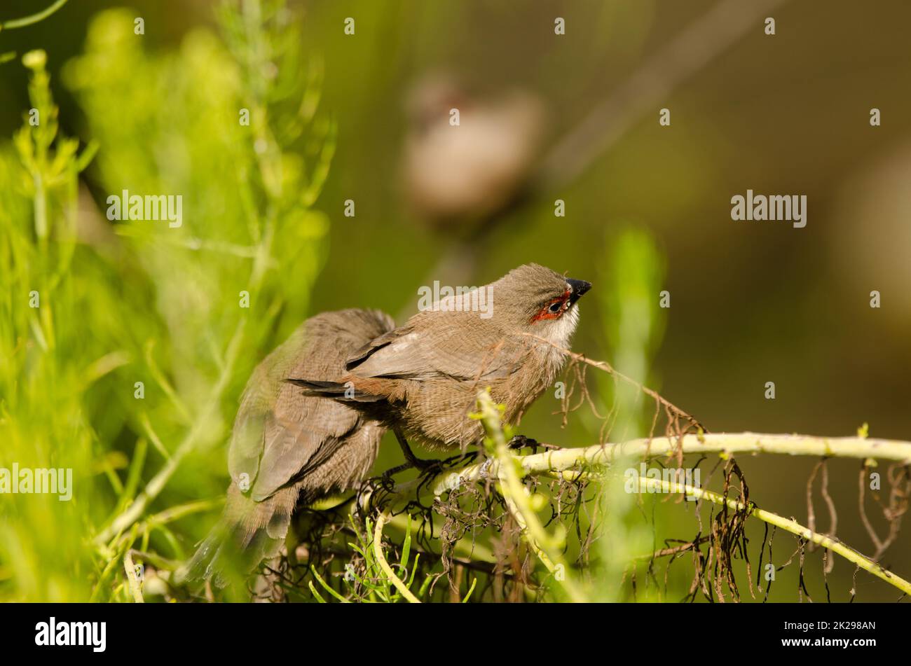 Juveniles common waxbill Estrilda astrild Stock Photo - Alamy