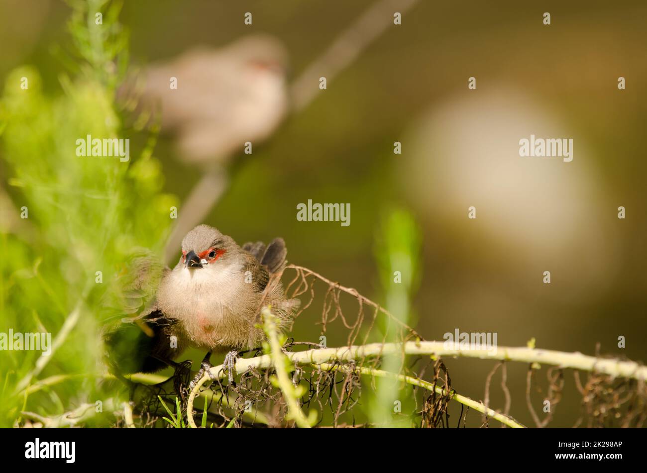 Juveniles common waxbill Estrilda astrild Stock Photo - Alamy