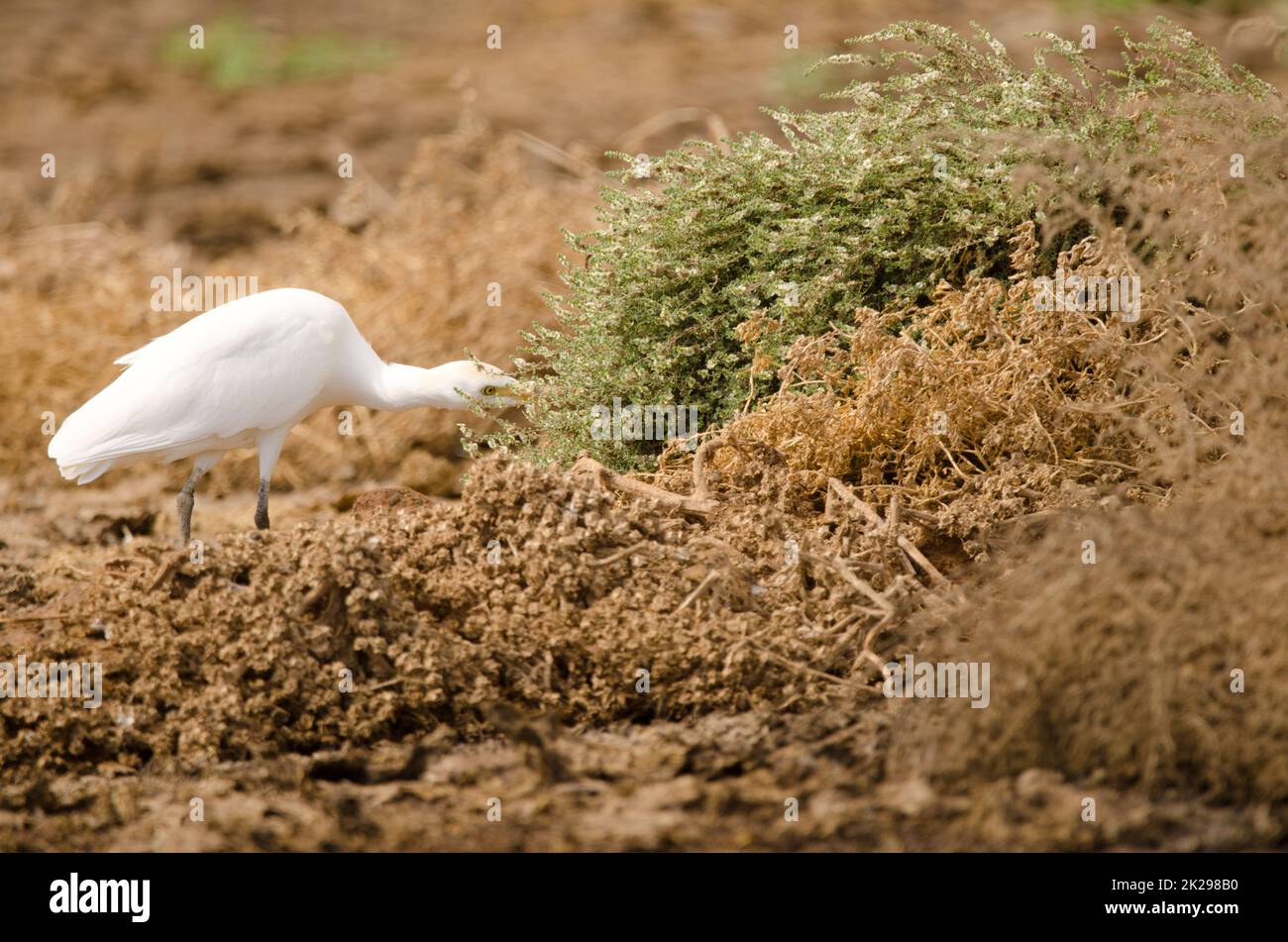Searching colors hi-res stock photography and images - Alamy
