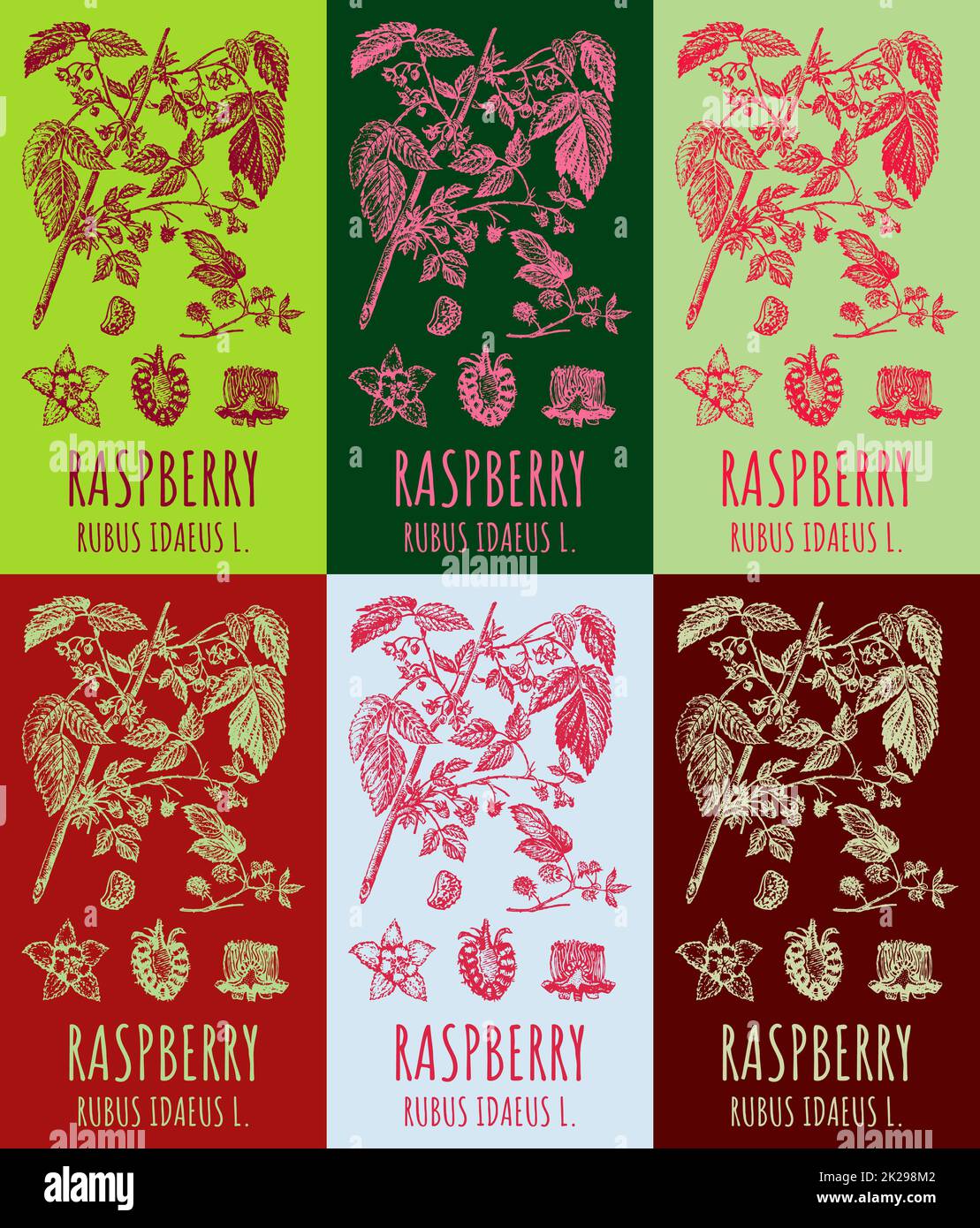 Set of vector drawings of Raspberry in different colors. Hand drawn ...