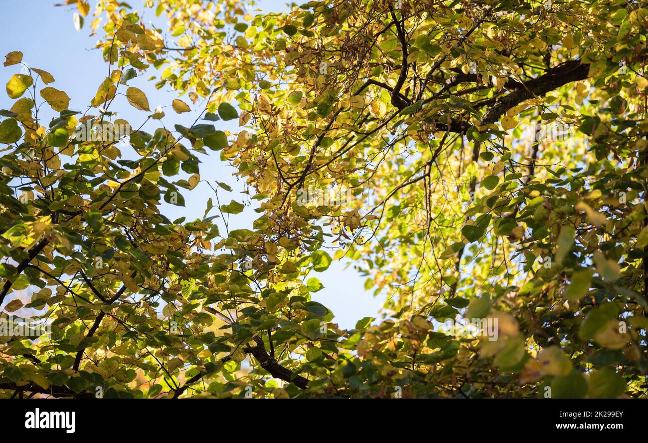 Autumn in nature. Leaves changing colors. Temperature change in fall ...
