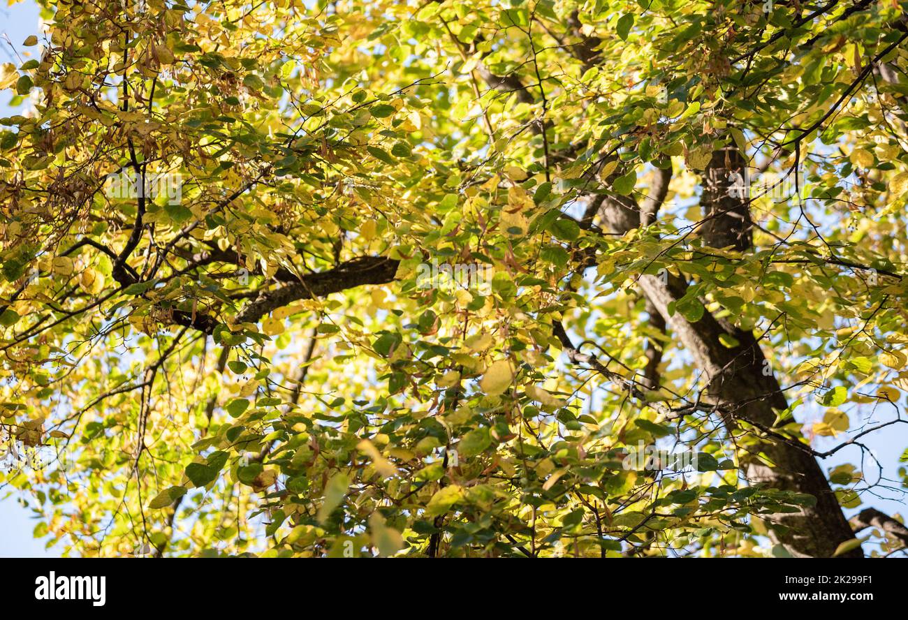 Autumn in nature. Leaves changing colors. Temperature change in fall ...