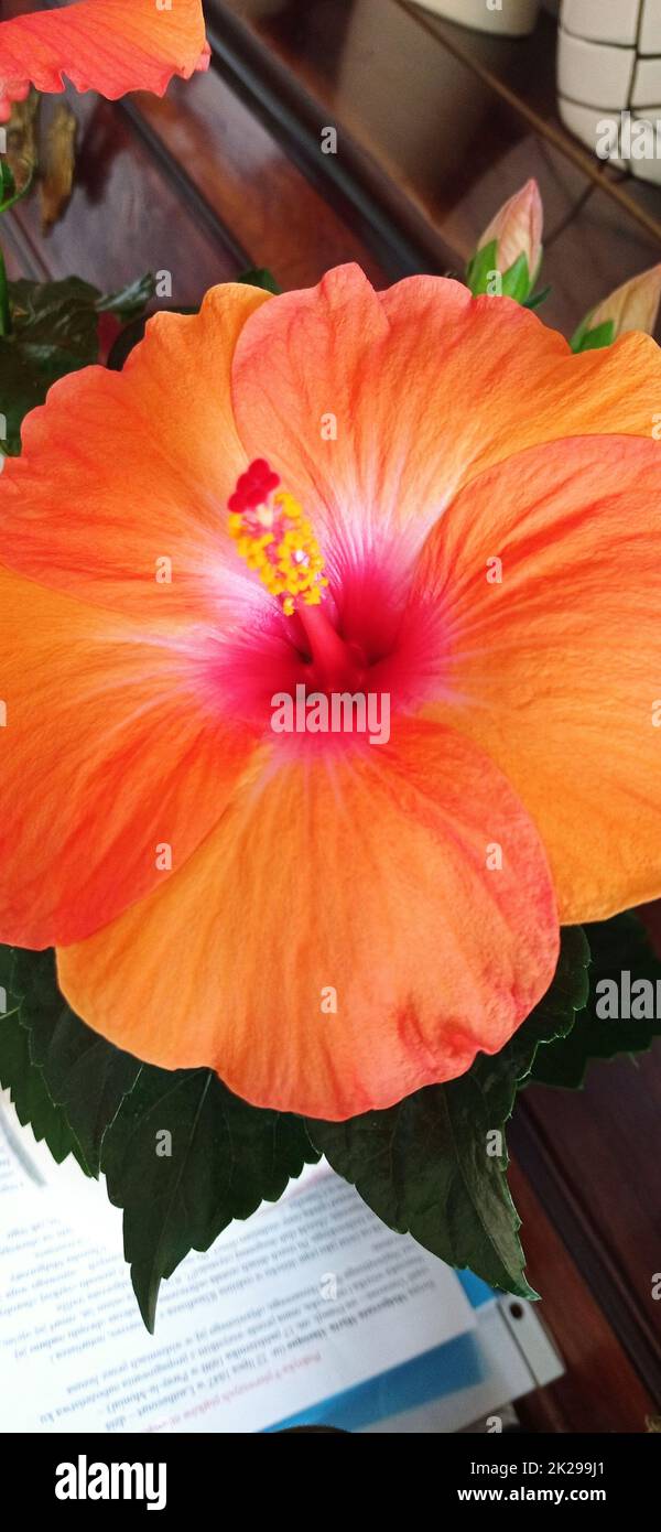 UNIQUE SERIE HIBISCUS. FRANCE Stock Photo - Alamy